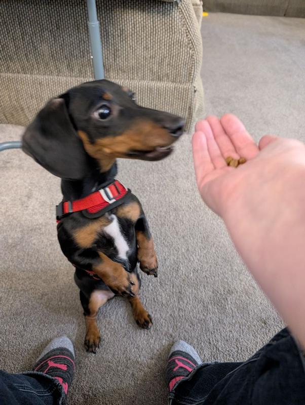 Royal Canin Yorkshire Terrier Puppy Dry Dog Food at Tractor Supply Co