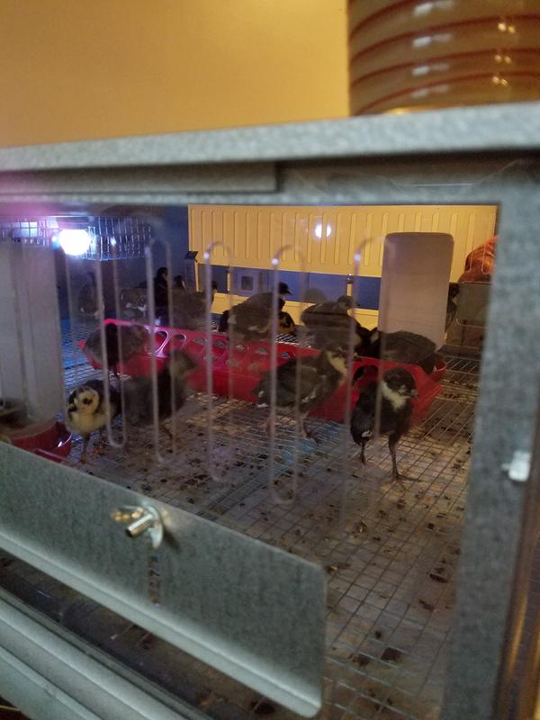 Gqf Brooder Tower In USA | www.oceanproperty.co.th