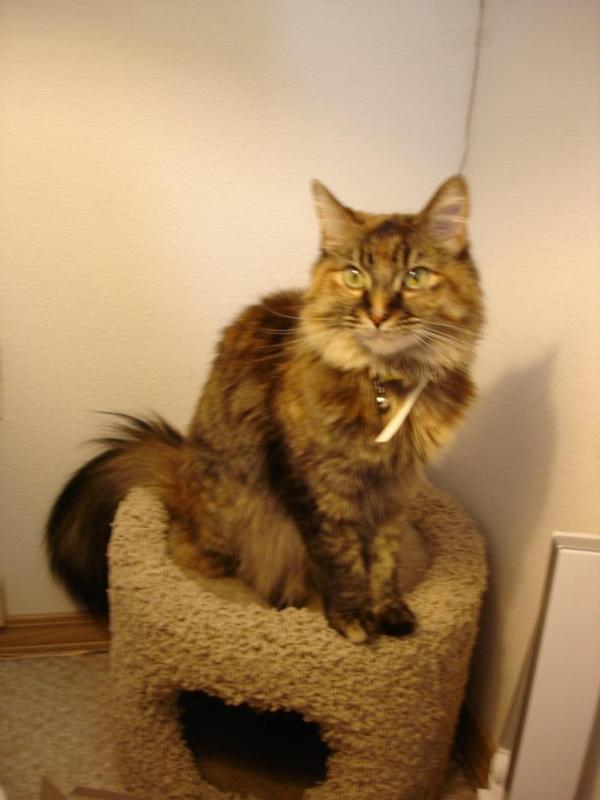 WorldWise Imports SmartyKat Gray Rubber Cat Litter Mat BPA-Free Large ...