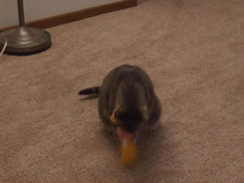 Laser Cat Gif