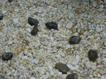 Exotic Pebbles & Aggregates Red Polished Pebbles, 5 lb - Walmart.com