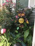Moonrays Solar Powered LED Owl Light Garden Stake - Walmart.com