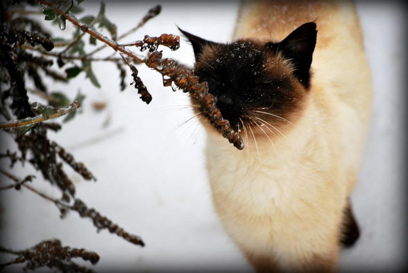 World's Best Multi-Cat Corn Clumping Litter, Unscented 8 lbs