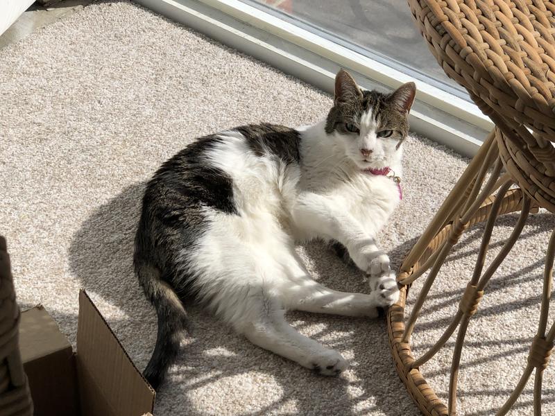 World's Best Multi-Cat Corn Clumping Litter, Unscented 8 lbs