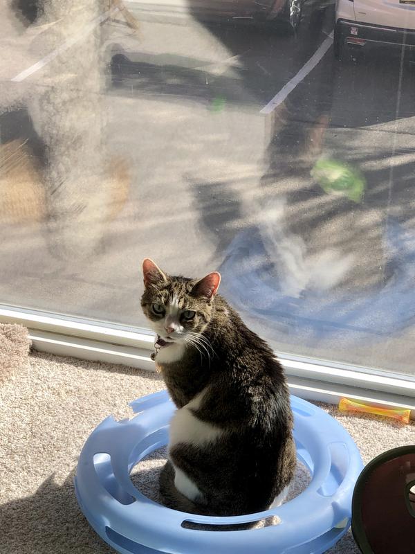 World's Best Multi-Cat Corn Clumping Litter, Unscented 8 lbs