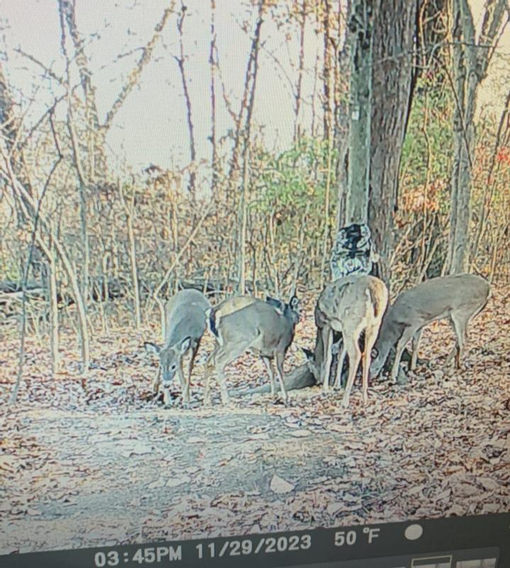 Wildgame Innovations 5 lb. Buck Commander Acorn Rage Deer Attractant at ...