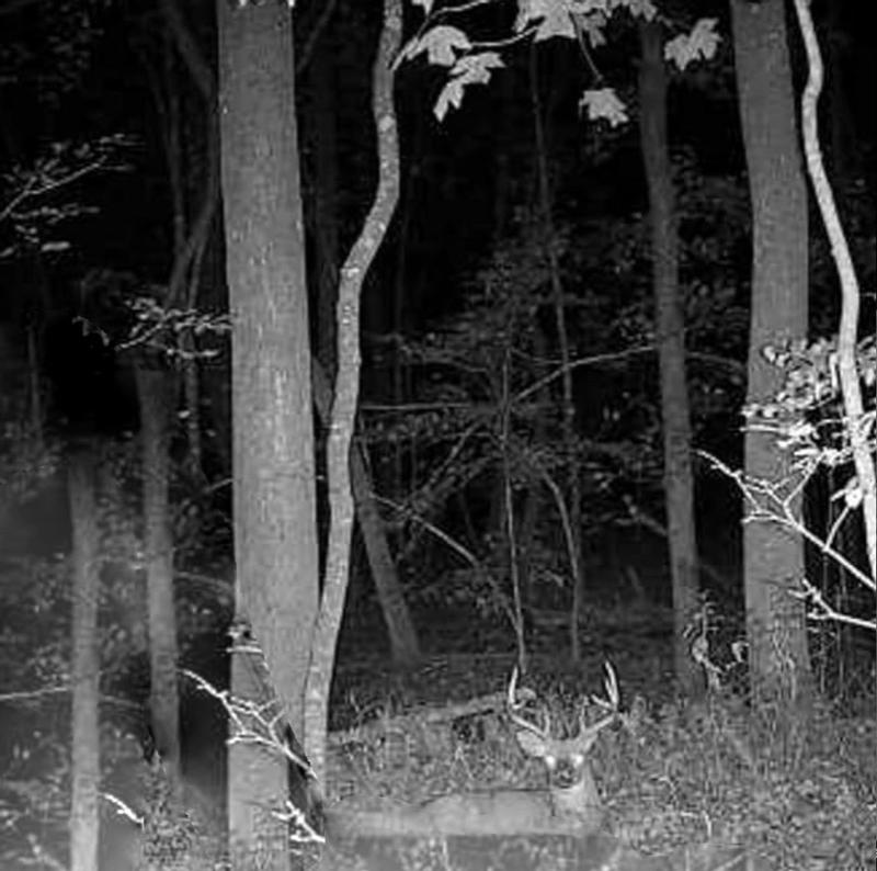 Wildlife Research Center Active-Branch Mock Scrape Kit at Tractor Supply Co