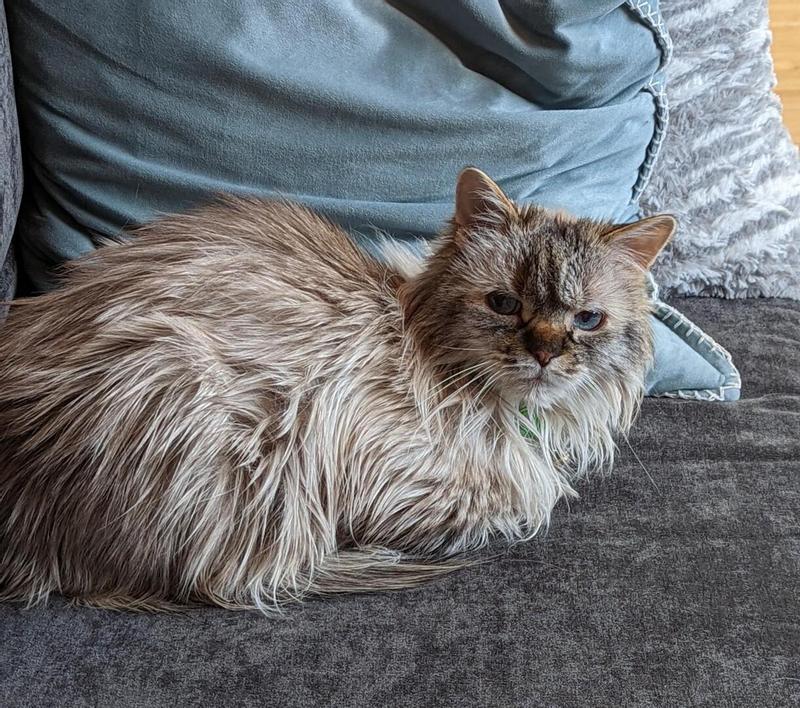 Wisdom Panel Complete Cat DNA Test | Petco