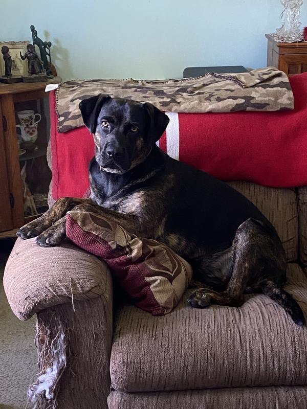 Wisdom Panel Premium Breed & Health Condition Identification DNA Test ...