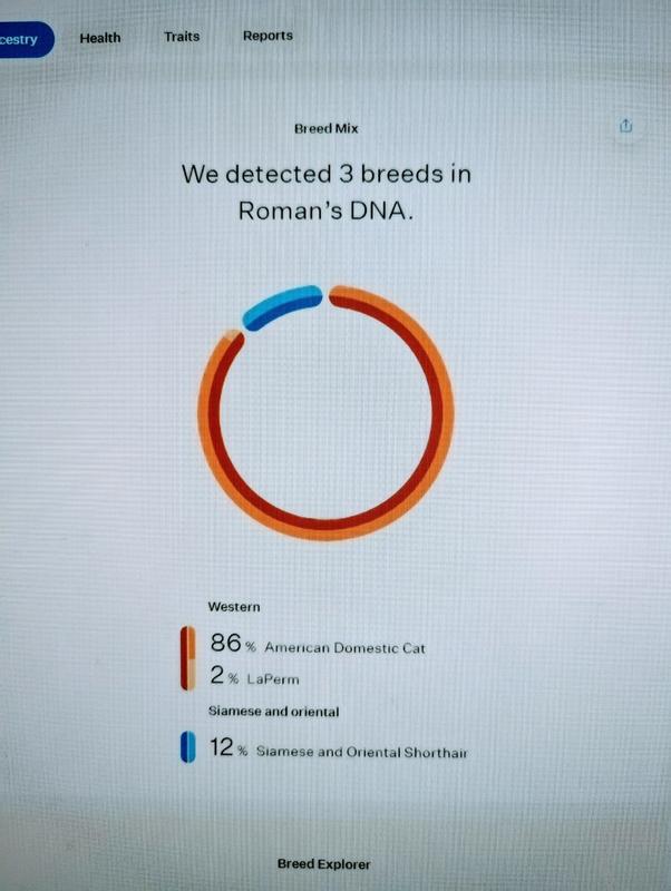 Wisdom Panel Complete Cat DNA Test | Petco