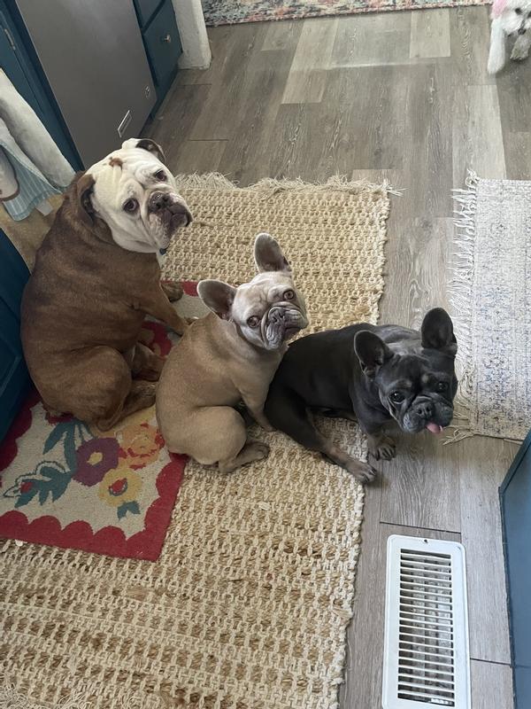 Wisdom Panel Premium Breed & Health Condition Identification DNA Test ...