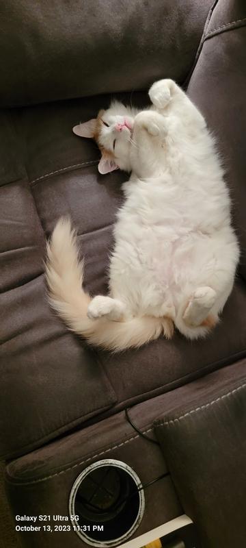 Wisdom Panel Complete Cat DNA Test | Petco