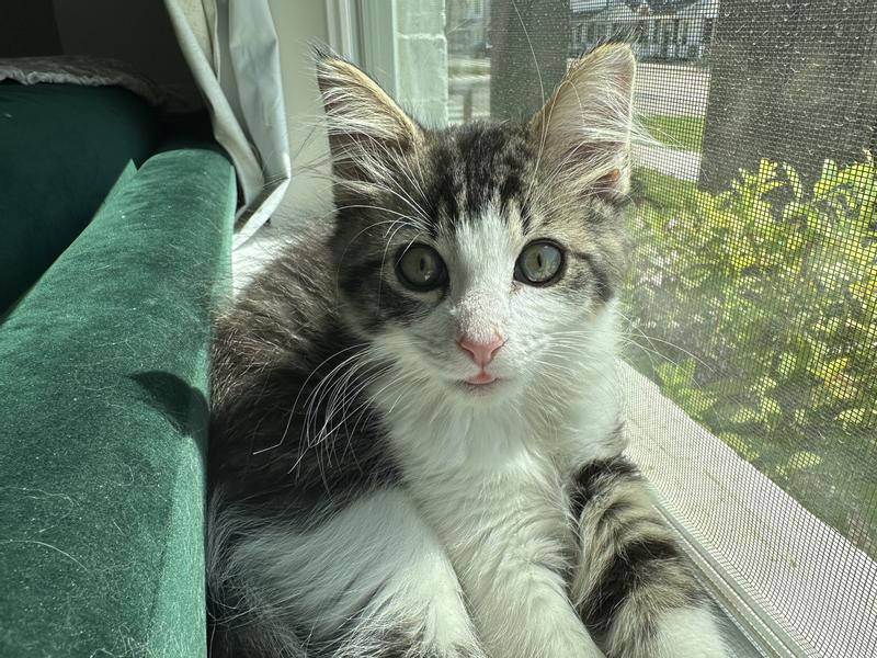 Wisdom Panel Complete Cat DNA Test: Health & Ancestry Insights