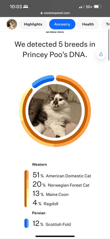 Wisdom Panel Complete Cat DNA Test | Petco