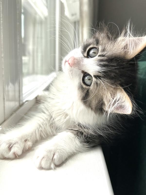 Wisdom Panel Complete Cat DNA Test: Health & Ancestry Insights