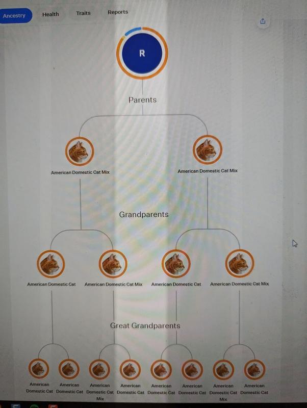 Wisdom Panel Complete Cat DNA Test | Petco