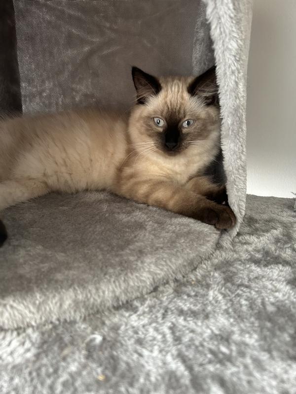 Wisdom Panel Complete Cat DNA Test | Petco