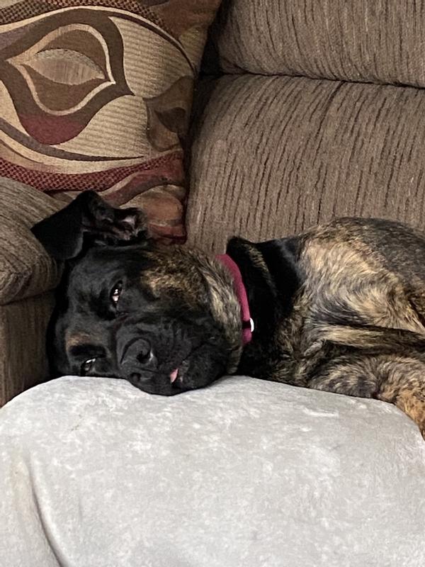 Wisdom Panel Premium Breed & Health Condition Identification DNA Test ...