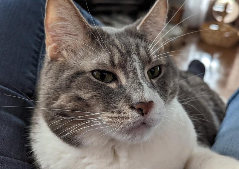 Wisdom Panel Complete Cat DNA Test | Petco