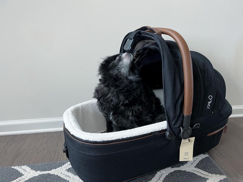 Tavo Pets Maeve™ Pet Car Seat, Medium Rigid | Bloomingdale's
