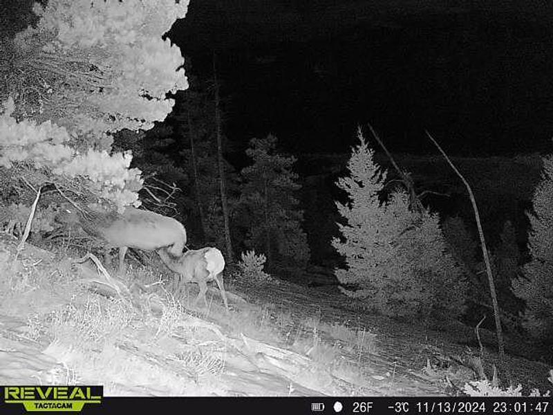 Reveal by Tactacam Pro 3.0 Cellular Trail Camera, FHD Video, 4K Photo ...