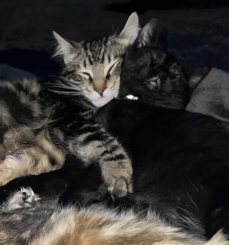 Taste of the Wild Rocky Mountain Feline Recipe with Salmon & Venison in ...