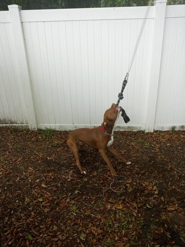 How To Make A Spring Pole For A Dog