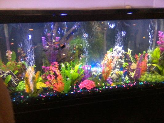 Tetra Color Plus Tropical Flakes Fish Food, 7.06 oz. | Petco