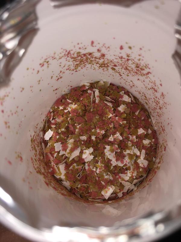 GloFish Special Flake Food, 1.59 oz. | Petco