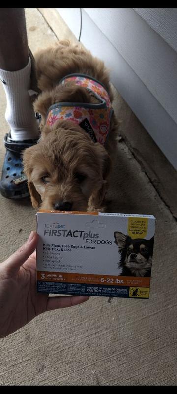 Vetality Firstect Plus for Dogs 23-44 lbs., 3 Dose | Petco