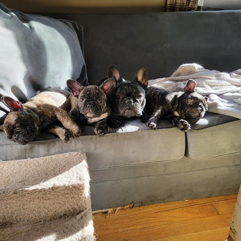 The Honest Kitchen Chicken & Duck Gourmet Grains Dog Food 10 lbs