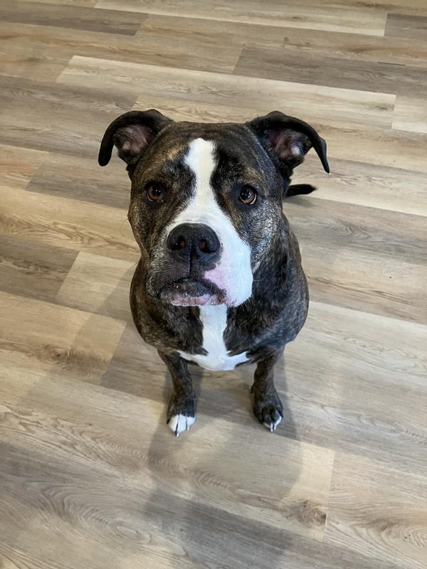 The Honest Kitchen Daily Boosts: Instant Goat's Milk with Probiotics ...