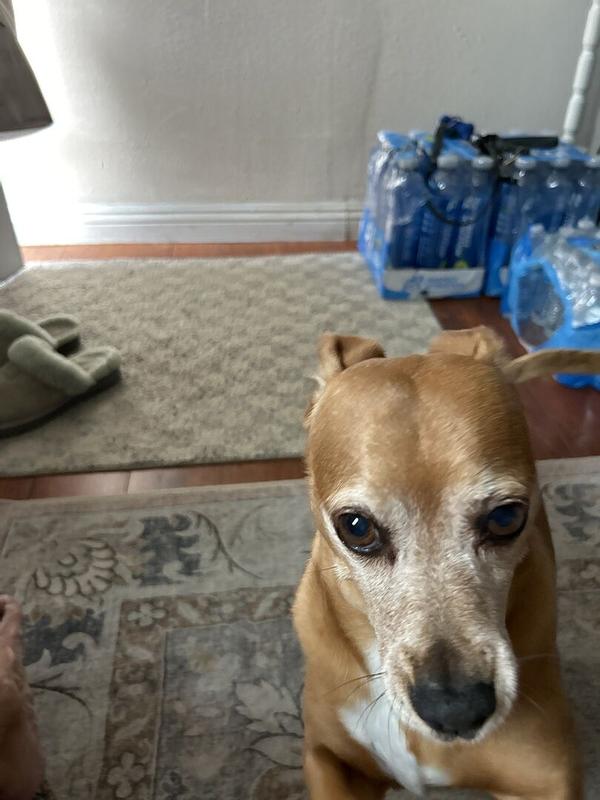 The Honest Kitchen Daily Boosts: Instant Goat's Milk with Probiotics ...