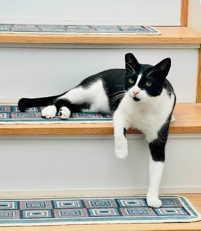 The Honest Kitchen Smittens Bites Simply Dehydrated White Fish Recipe ...