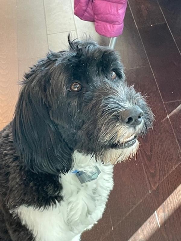 The Honest Kitchen Dehydrated Whole Grain, Veggie & Fruit Base Mix ...