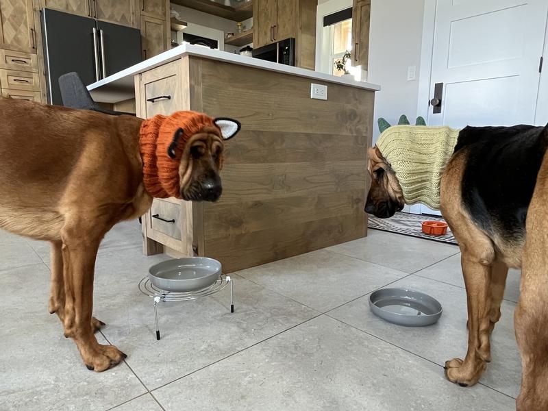 The Honest Kitchen Probiotic Goat's Milk & Digestive Boost 5.2 oz