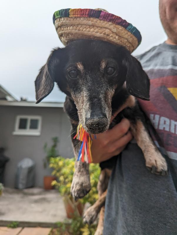 The Honest Kitchen One Pot Stews: Slow Cooked Chicken Stew with Sweet ...