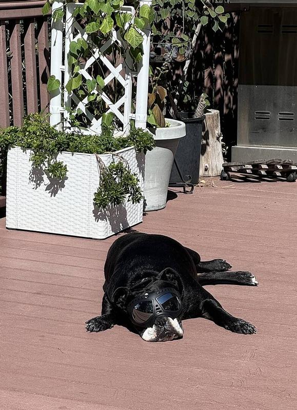 The Honest Kitchen Dehydrated Whole Grain, Veggie & Fruit Base Mix ...