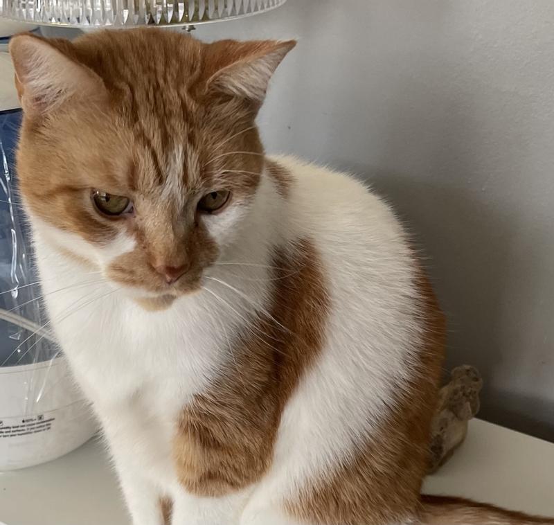 The Honest Kitchen Smittens Bites Simply Dehydrated White Fish Recipe ...