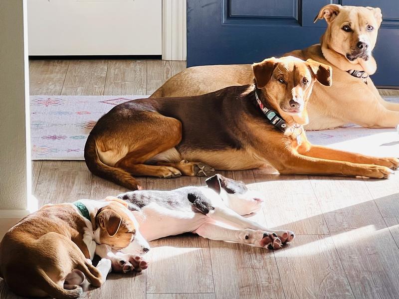 The Honest Kitchen Daily Boosts: Instant Goat's Milk with Probiotics ...