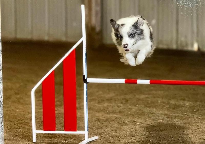 The Honest Kitchen Daily Boosts: Instant Goat's Milk with Probiotics ...