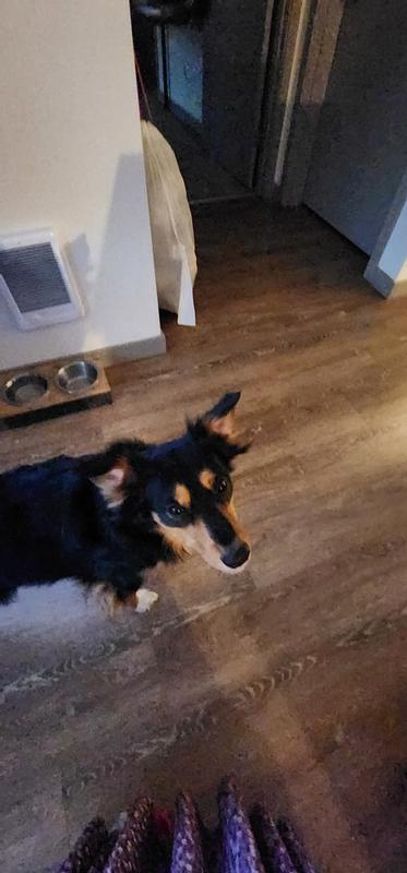 The Honest Kitchen Dehydrated Whole Grain, Veggie & Fruit Base Mix ...