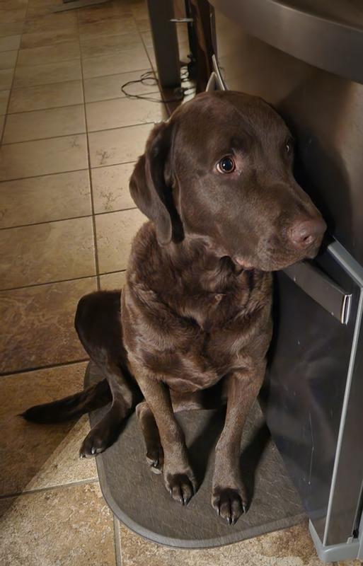 The Honest Kitchen Daily Boosts: Instant Beef Bone Broth with Turmeric ...