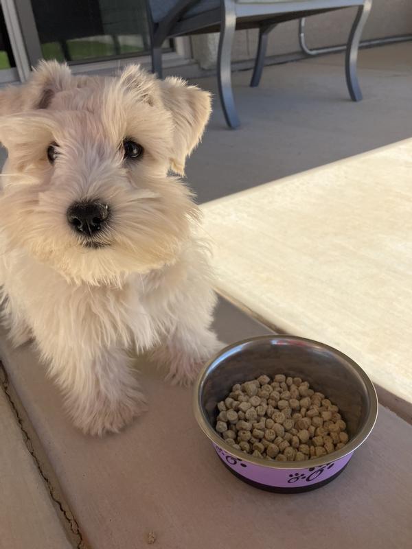 The Honest Kitchen Whole Food Clusters Puppy Whole Grain Chicken & Oat ...