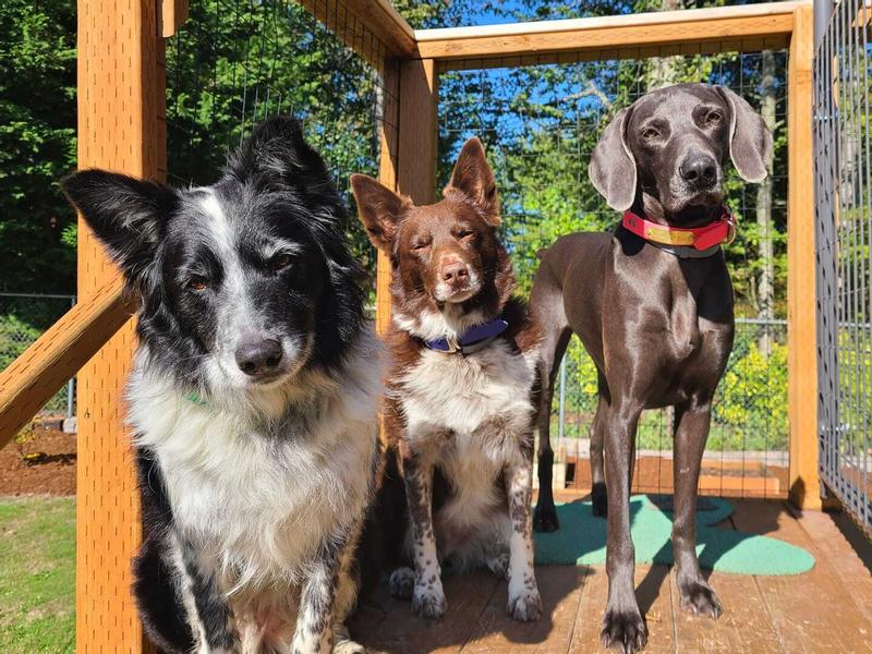 The Honest Kitchen Dehydrated Grain Free Fruit & Veggie Base Mix Recipe ...