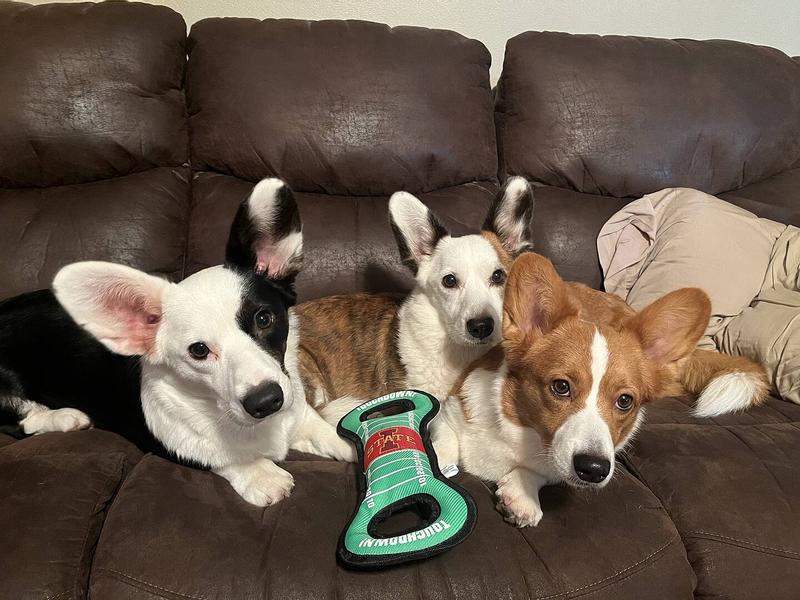 The Honest Kitchen Dehydrated Whole Grain, Veggie & Fruit Base Mix ...