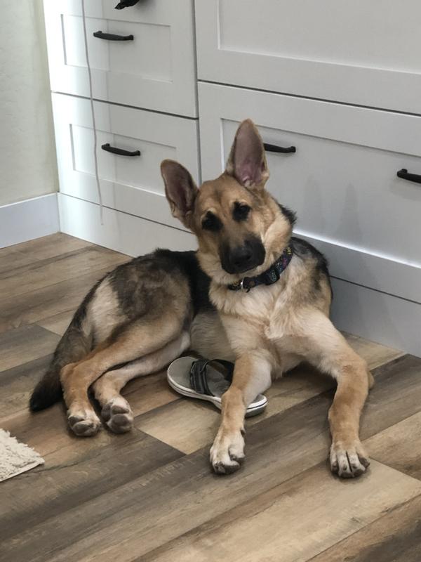 The Honest Kitchen Daily Boosts: Instant Goat's Milk with Probiotics ...