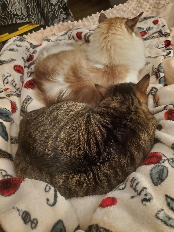 The Honest Kitchen Whole Food Clusters Grain Free Chicken & Fish Dry ...