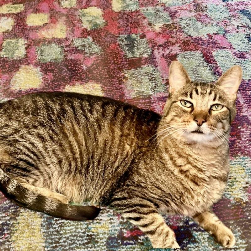 The Honest Kitchen Smittens Bites Simply Dehydrated White Fish Recipe ...