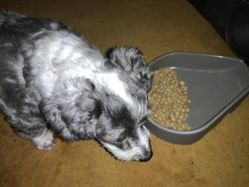 The Honest Kitchen Whole Food Clusters Small Breed Whole Grain Chicken ...